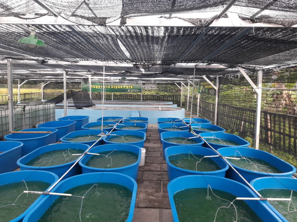 UGM Energy Studies Center (PSE) as Center of Excellence in Microalgae ...