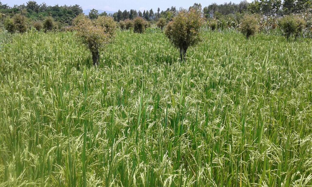 UGM Resmi Lepas Varietas Padi Unggul Gamagora 7 - Universitas Gadjah Mada