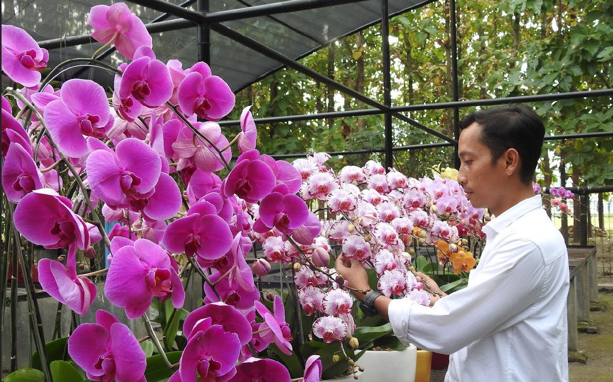 PIAT UGM Gelar Festival Anggrek - Universitas Gadjah Mada