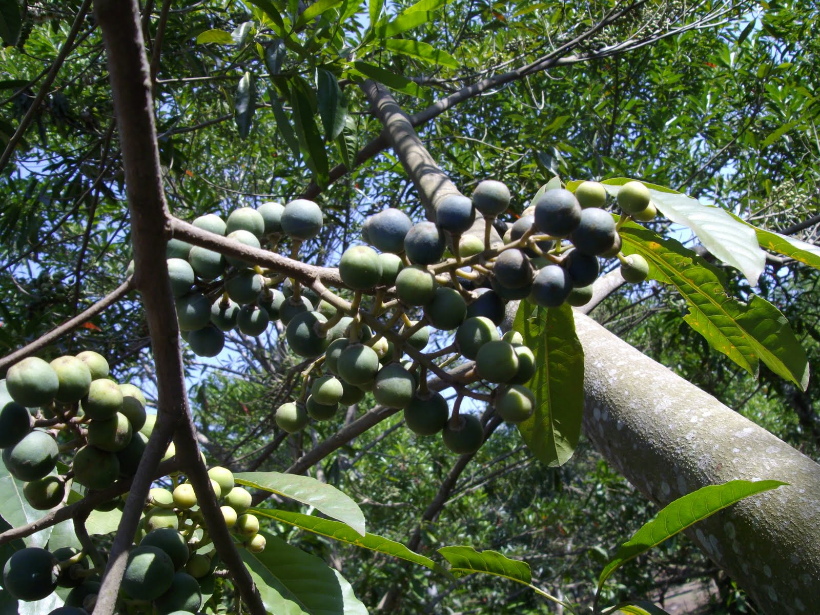 UGM Students Study Jenitri Fruit Extract to Prevent Kidney Failure in ...