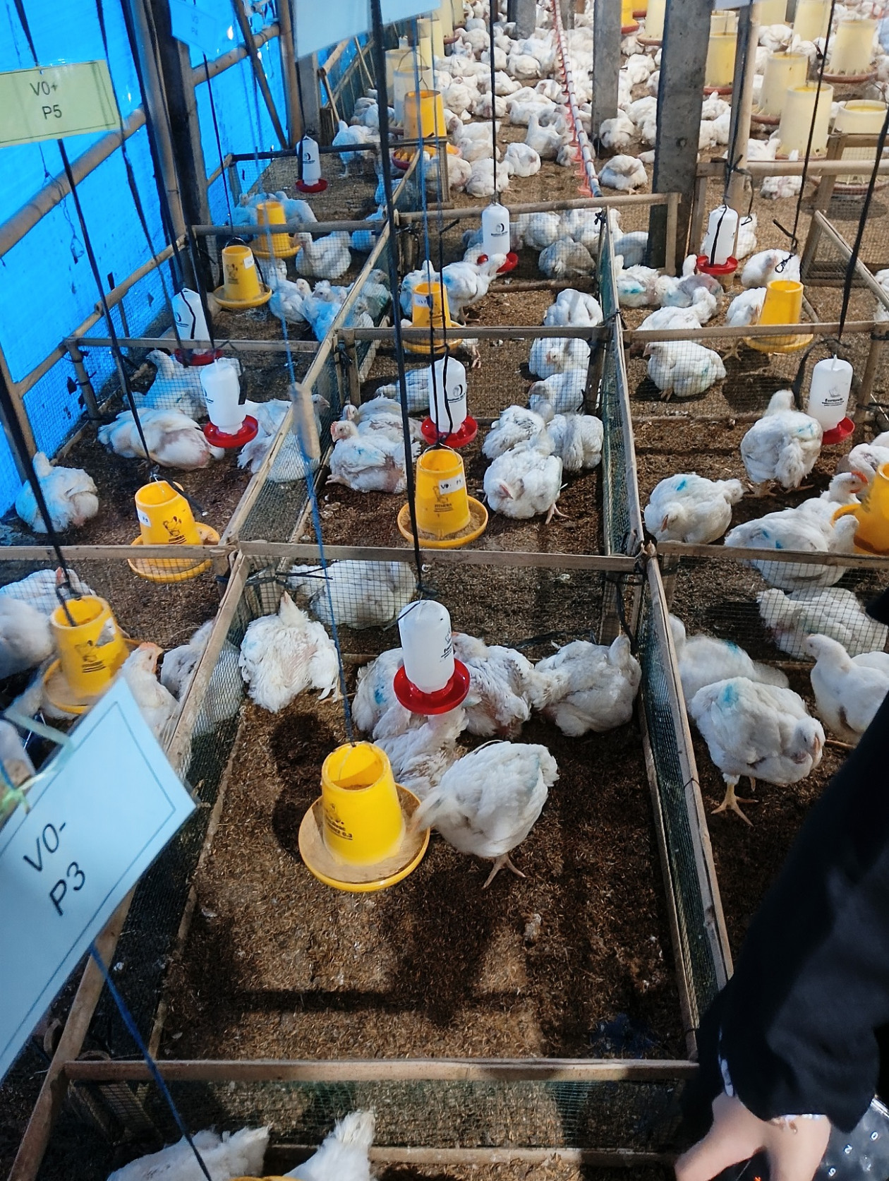 UGM Students Discover Potential Use of Green Betel Leaves to Enhance ...