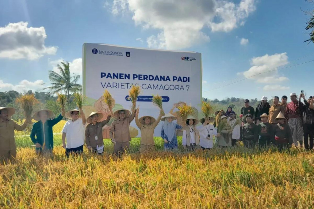 UGM and Bank Indonesia Harvest First Batch of Gamagora Rice in Central ...