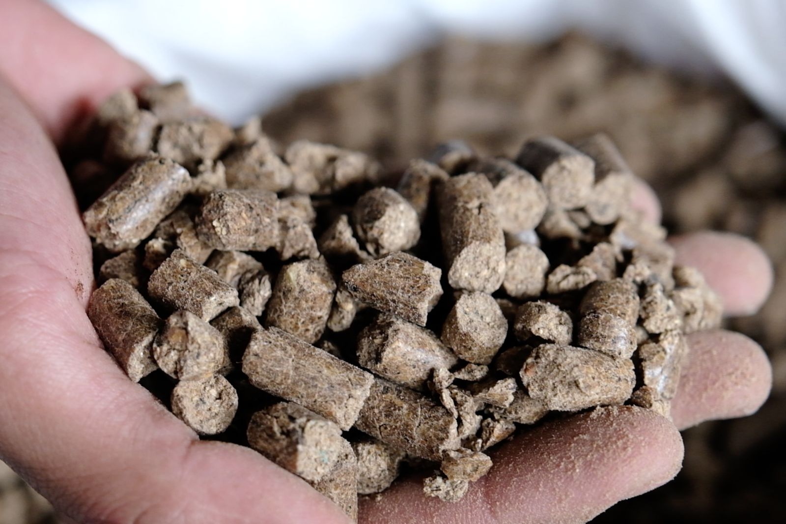 Tingkatkan Produksi Susu, Peneliti UGM Kembangkan Suplemen Pakan Sapi ...