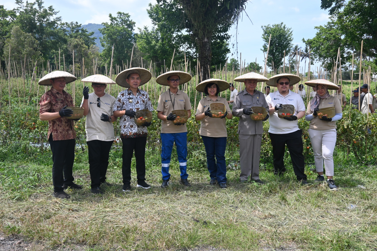 UGM Research Team Utilizes 'Katrili' to Boost Tomato Crop Production ...
