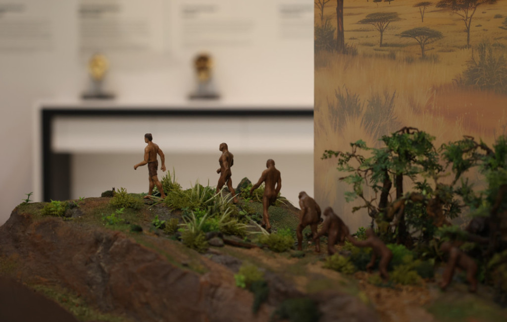 Bio-Paleoanthropology Museum: A Tribute to Teuku Jacob and Human ...