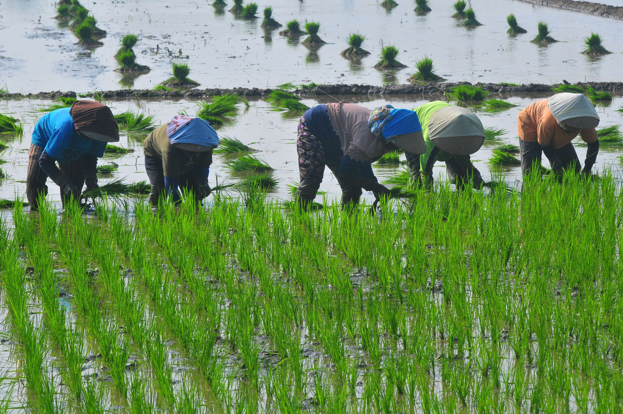 On Food Self-Sufficiency, UGM Expert Urges Government to Build ...