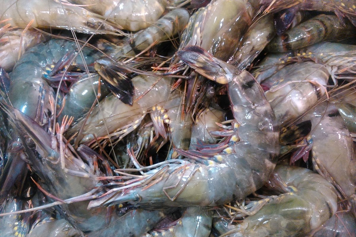 Amerika Serikat Tarik Udang Impor Asal Indonesia, Pakar UGM Ungkap ...