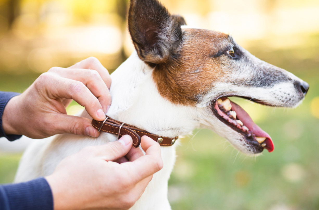 Rabies Prevention: UGM Expert Stresses Immediate Wound Care and ...