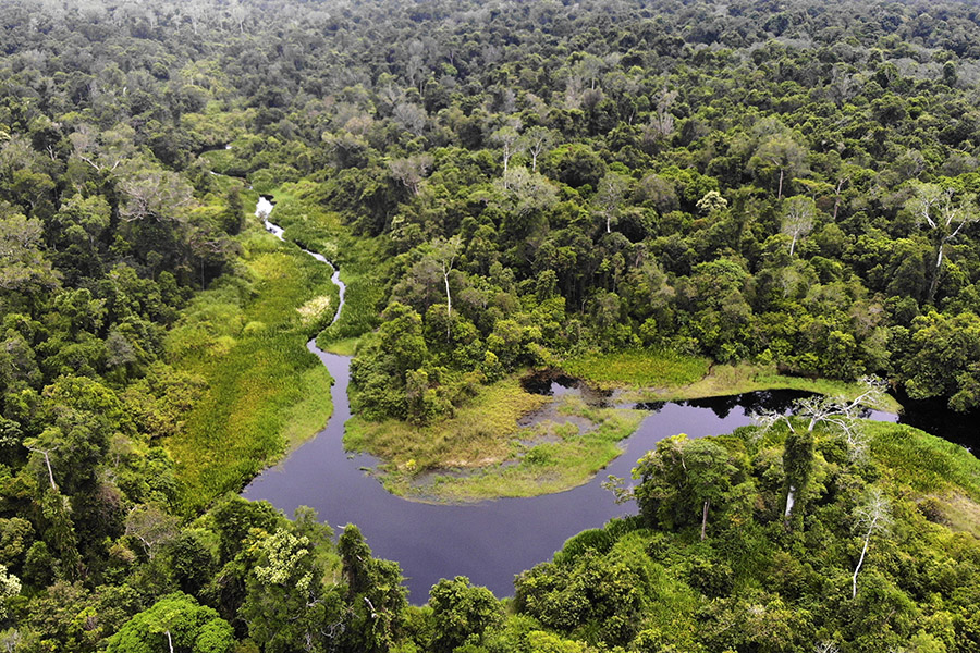 Restorasi Hutan dan Bekas Tambang Perlu Mempertimbangkan Pengayaan Penanaman dan Spesies Asli ...