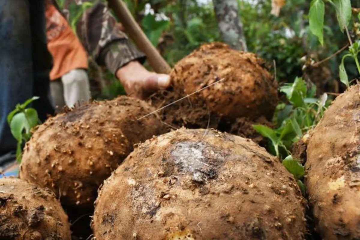 UGM Anthropologist Promotes Porang as Alternative Food Source ...