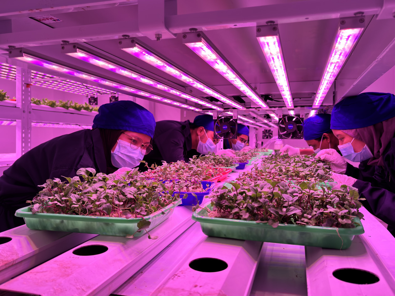 Students of UGM Develop Microalgae-Based Microgreens Innovation to ...