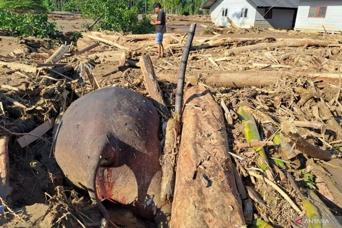 Gajah jadi Korban Banjir di Aceh, Guru Besar UGM Sebut Habitat Satwa ...
