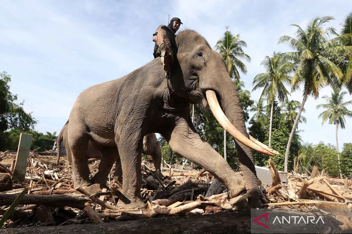 Using Elephants to Clear Disaster Debris Poses Risks to Animal Health ...