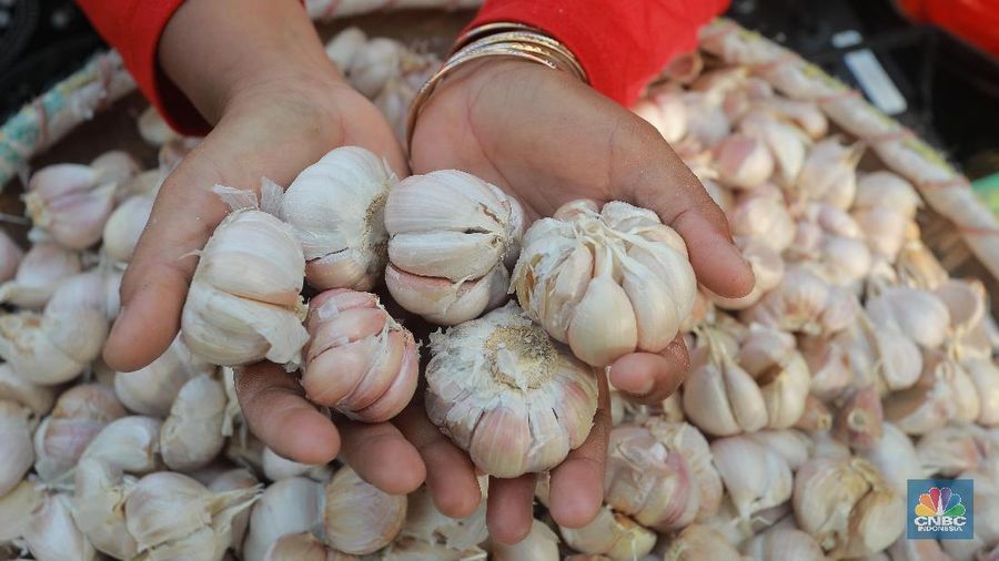 Garlic Self-Sufficiency Target Calls for More Attention to Farmers ...