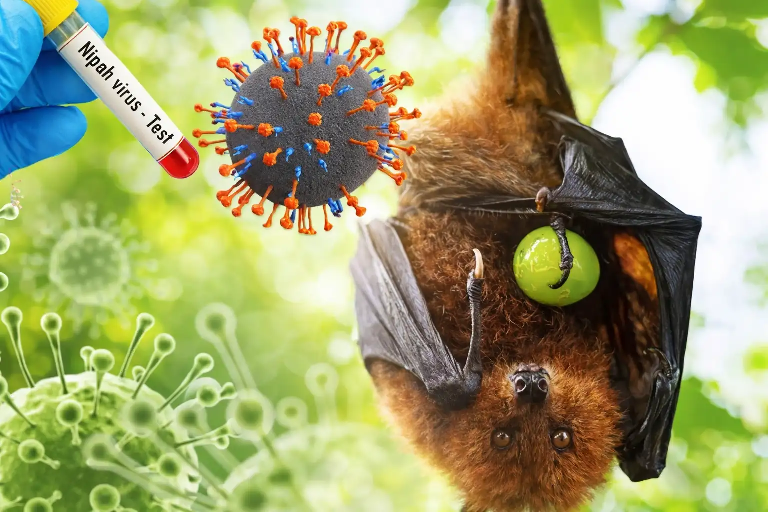 Nipah Virus Outbreaks Raise Concerns: UGM Lecturer Details Symptoms and ...