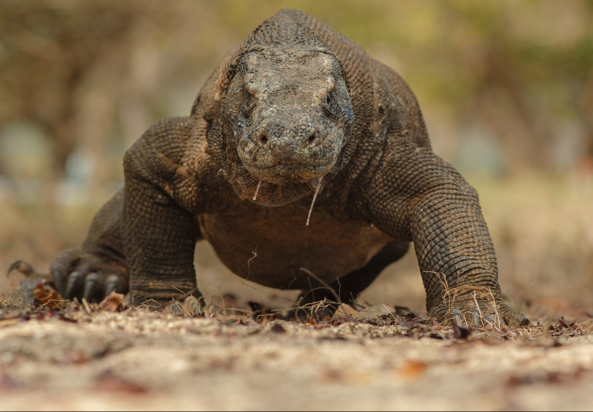 Habitat Degradation and Poaching Threaten Indonesia’s Komodo Dragon ...